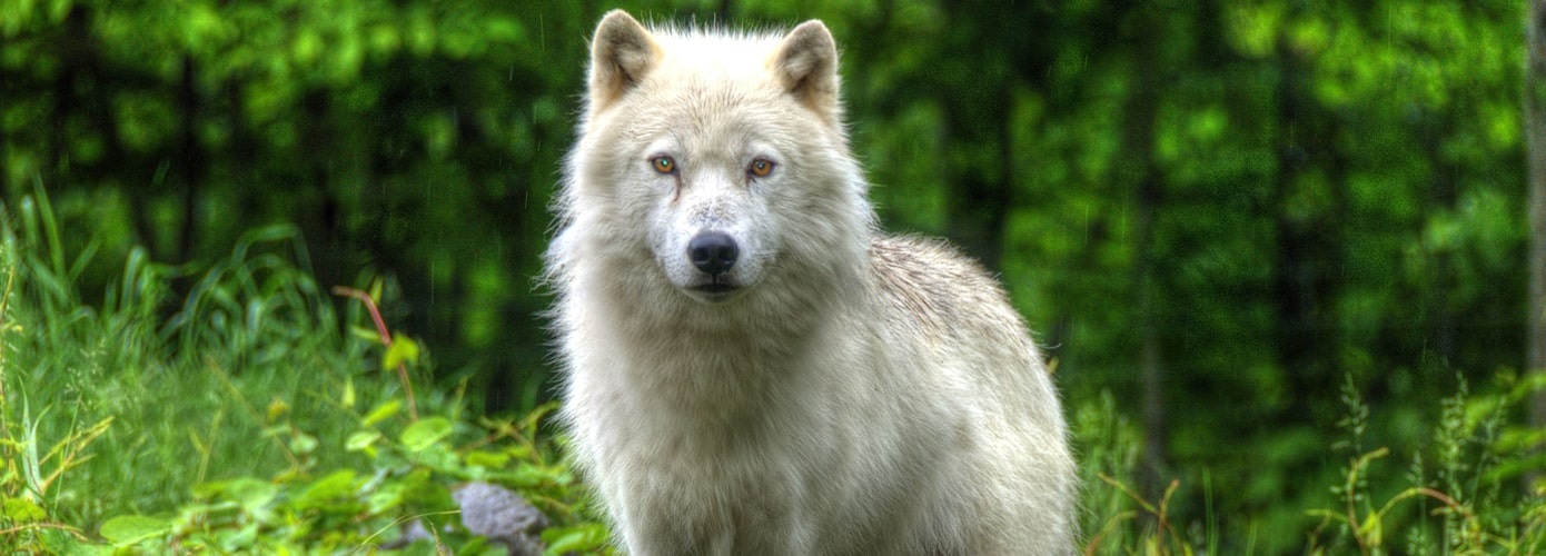 Pes a vše okolo něj | Alza.cz